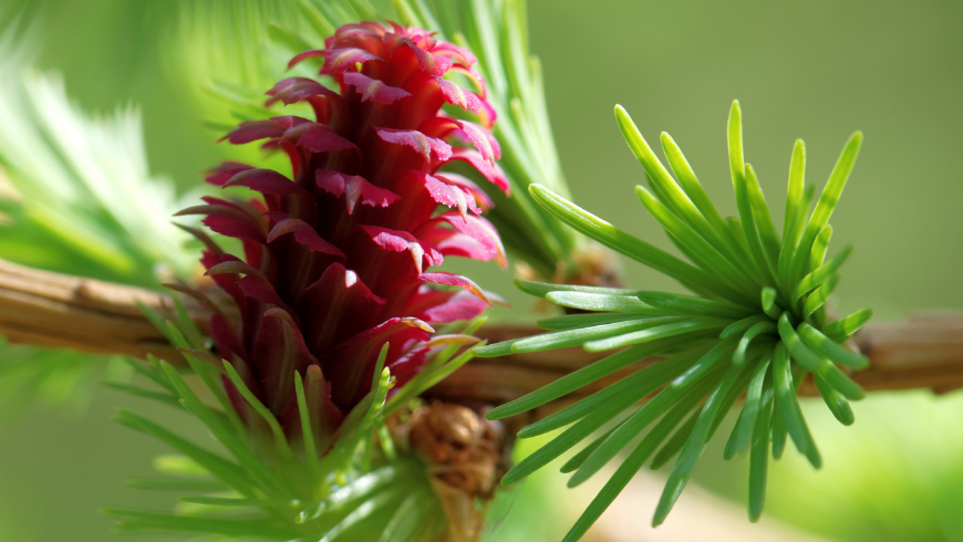 Il Larice: Caratteristiche e Proprietà Benefiche - Ecobnb