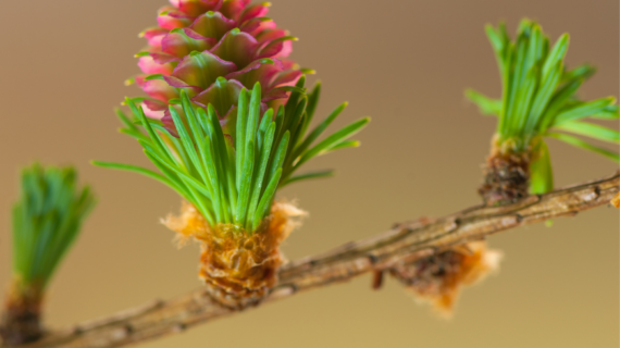 Il Larice: Caratteristiche e Proprietà Benefiche - Ecobnb