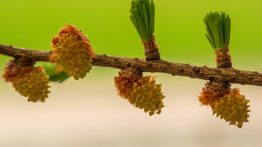 Il Larice: Caratteristiche e Proprietà Benefiche - Ecobnb