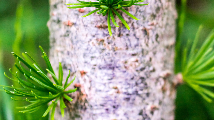 Il Larice: Caratteristiche e Proprietà Benefiche - Ecobnb
