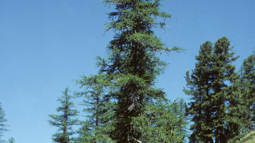 Il Larice: Caratteristiche e Proprietà Benefiche - Ecobnb