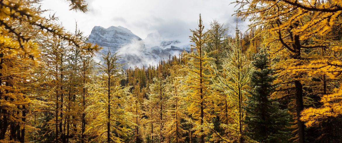 Il Larice: Caratteristiche e Proprietà Benefiche - Ecobnb