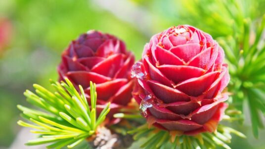 Il Larice: Caratteristiche e Proprietà Benefiche - Ecobnb