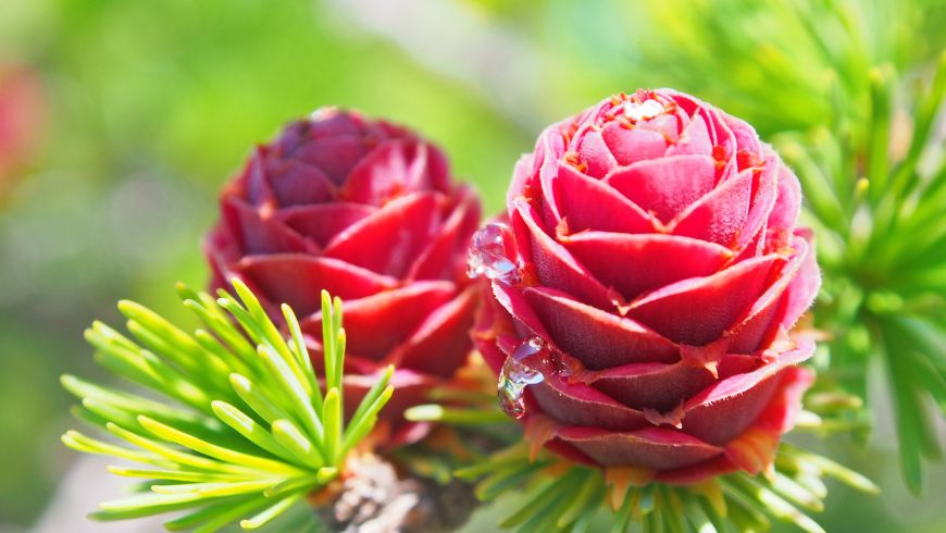 Il Larice: Caratteristiche e Proprietà Benefiche - Ecobnb