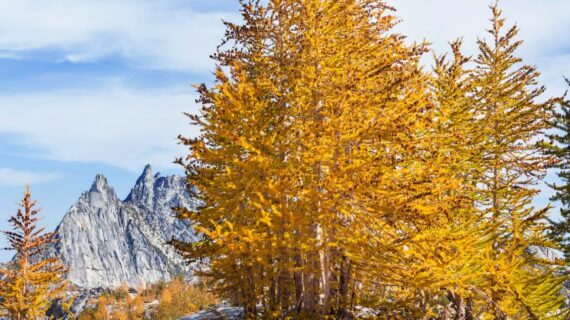 Il Larice: Caratteristiche e Proprietà Benefiche - Ecobnb