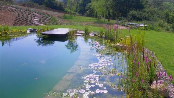 Diving in a natural pool: biopools and bioponds in Italy