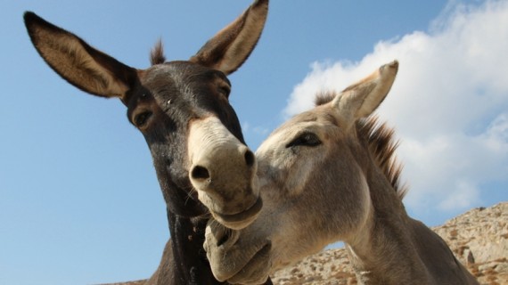 Trekking with donkeys in Italy: 8 destinations not to miss