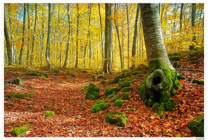 10 places to admire autumn leaves in Spain - Ecobnb