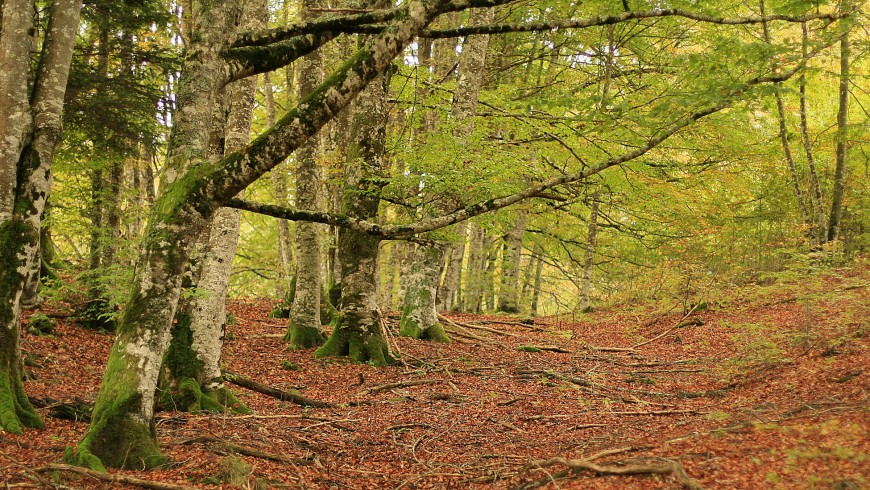 10 places to admire autumn leaves in Spain - Ecobnb