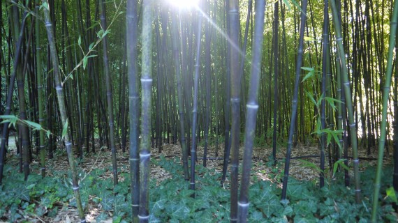 Discovering the largest maze in the world - Ecobnb