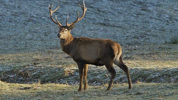 10 destinations to hear the deer bellow - Ecobnb