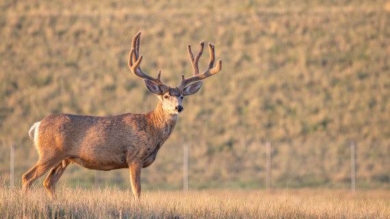 10 destinations to hear the deer bellow - Ecobnb