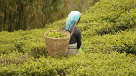 The first 100% sustainable country in the world? Sikkim! - Ecobnb