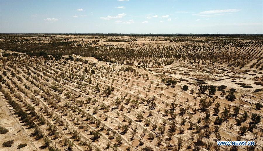 China, the new Great Green Wall that will stop the desert- Ecobnb