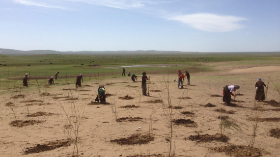 China, the new Great Green Wall that will stop the desert- Ecobnb
