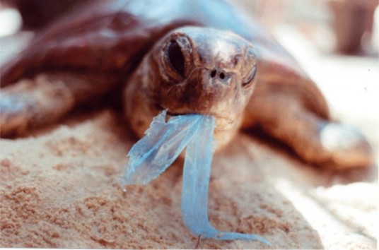 Sea Turtles victims of Plastic - Ecobnb