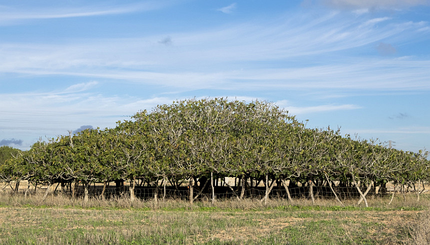 Formentera: a beauty of mother nature and green routes suggestions