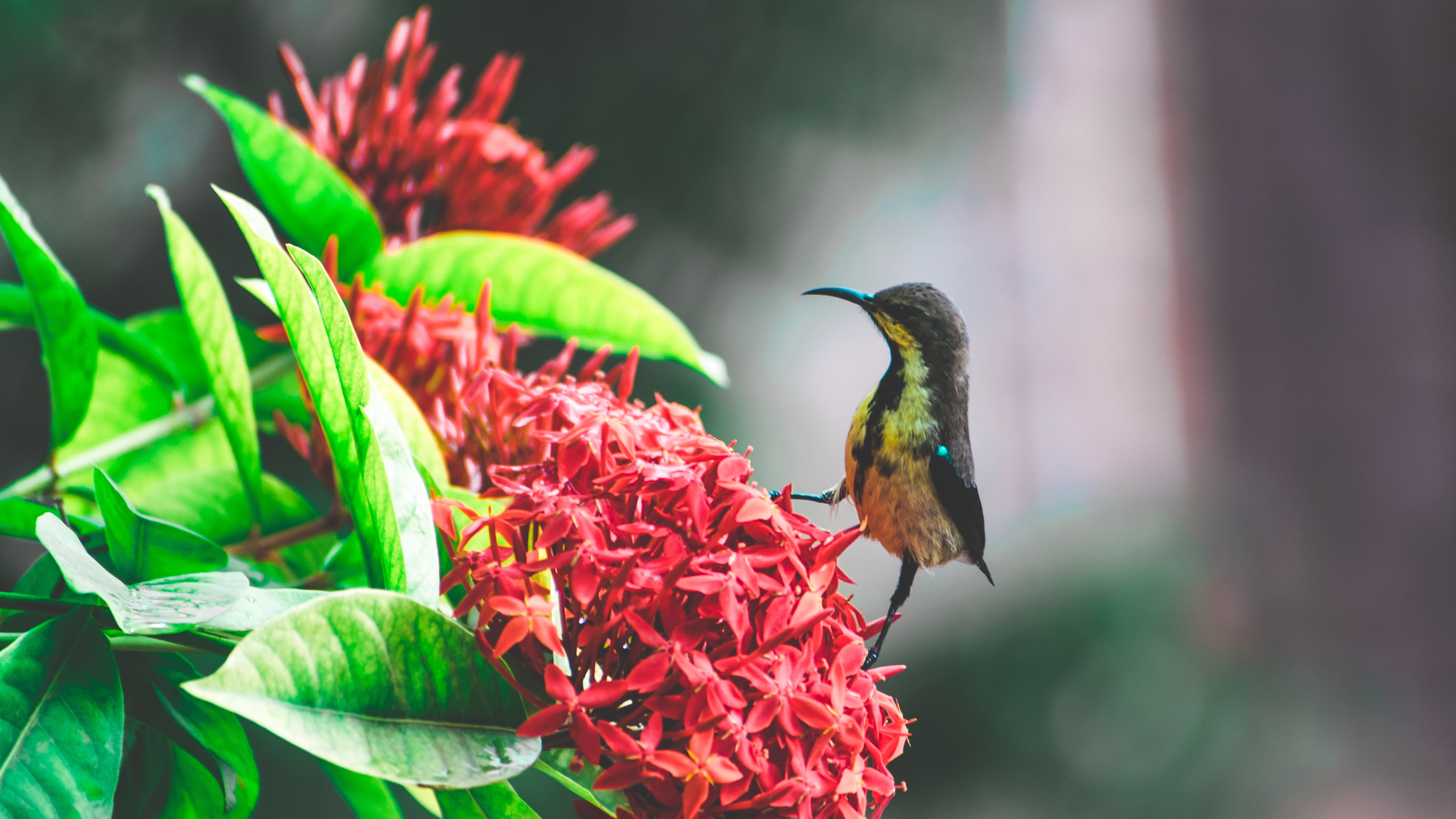 Discover Top Tips for Beginner Bird Watching - Ecobnb
