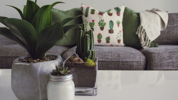How house greenery can boost your health - Ecobnb