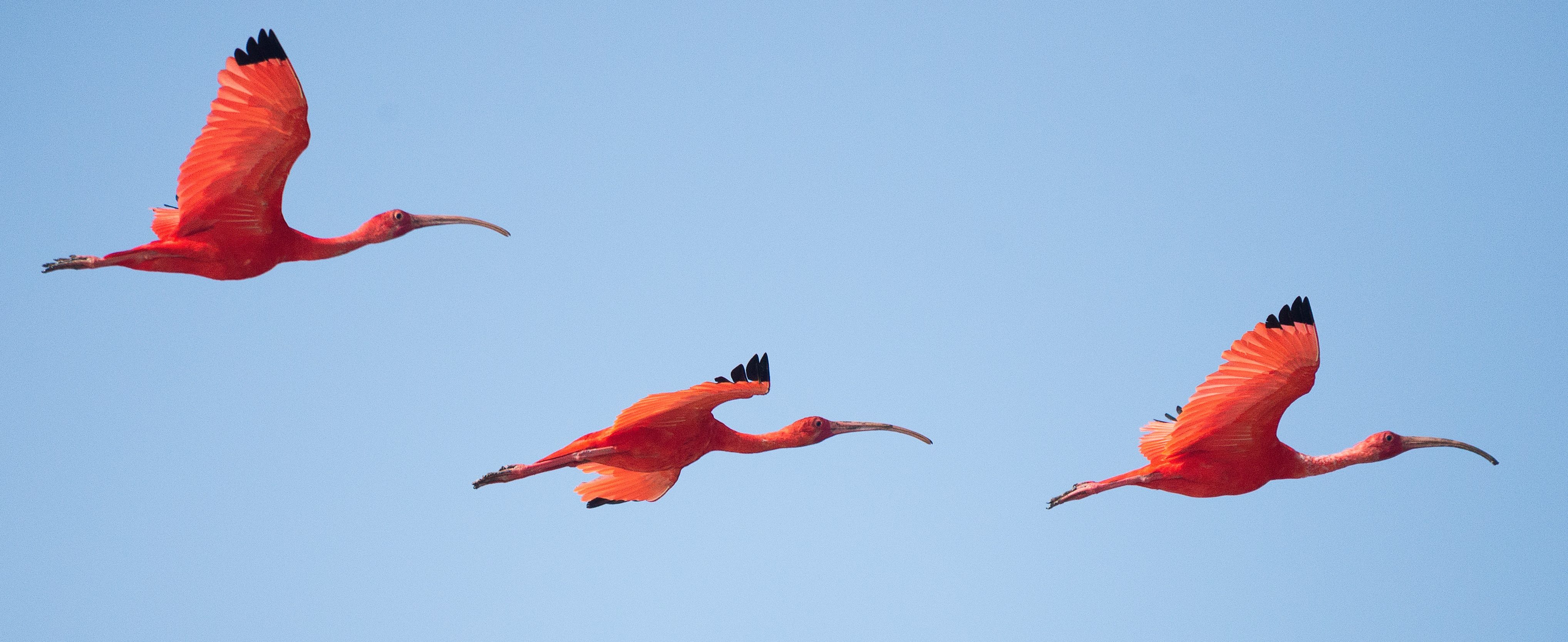 Tourism of animals. pros and cons of a growing sector - Ecobnb