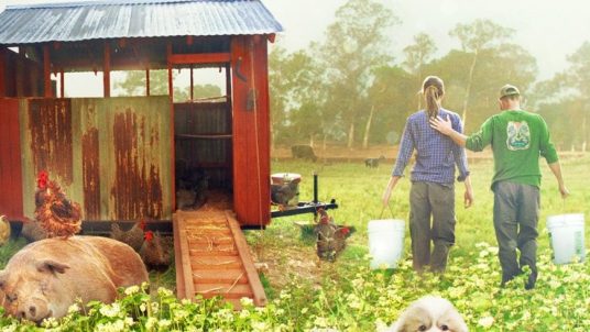 10 Must-See Films and Documentaries for a Sustainable Journey - Ecobnb