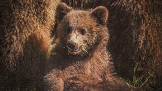 A 5 steps guide to prevent animal extinction - Ecobnb