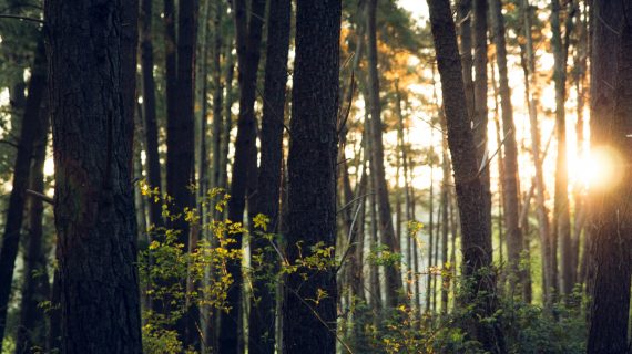A 5 steps guide to prevent animal extinction - Ecobnb