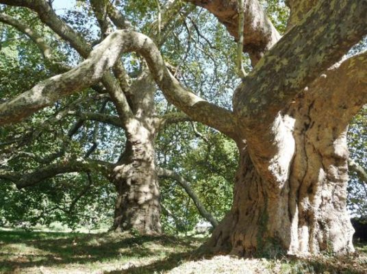 The 10 Most Beautiful Monumental Trees in Italy - Ecobnb