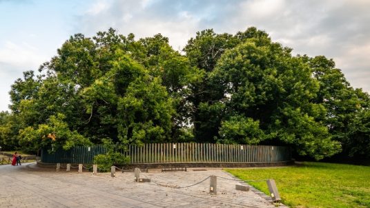 The 10 Most Beautiful Monumental Trees in Italy - Ecobnb