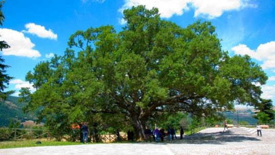 The 10 Most Beautiful Monumental Trees in Italy - Ecobnb