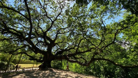 The 10 Most Beautiful Monumental Trees in Italy - Ecobnb