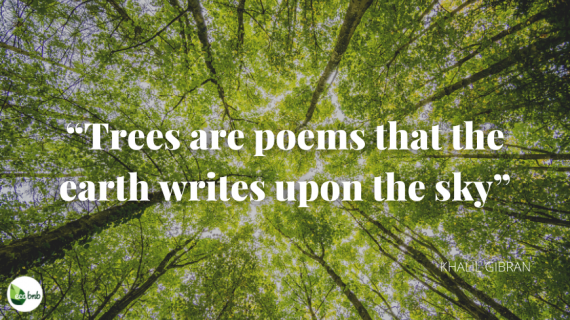 The Best Quotes on Trees and Forests - Ecobnb