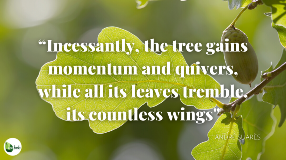 The Best Quotes on Trees and Forests - Ecobnb