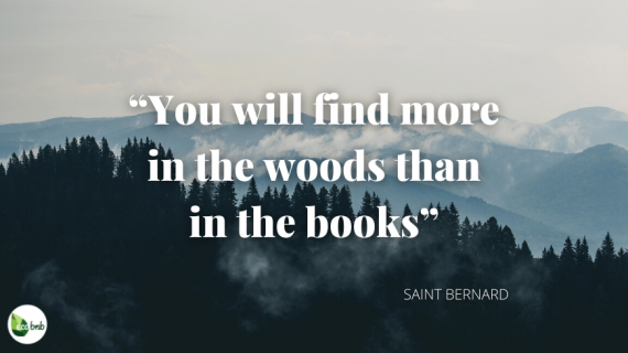 The Best Quotes on Trees and Forests - Ecobnb