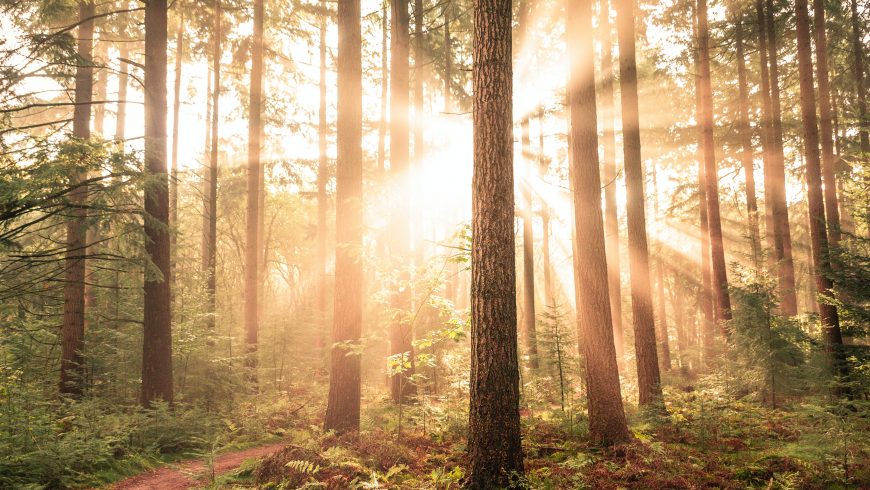 Climate Change: Forests as a Mitigating Factor - Ecobnb