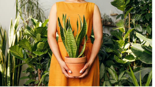 10 ideas for an eco-friendly Valentine's Day - Ecobnb
