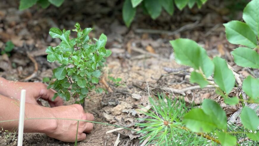 Planting Trees or Growing Centuries-old Forests? - Ecobnb
