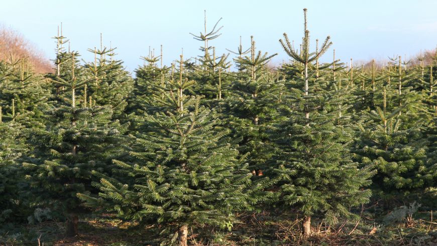 Planting Trees or Growing Centuries-old Forests? - Ecobnb