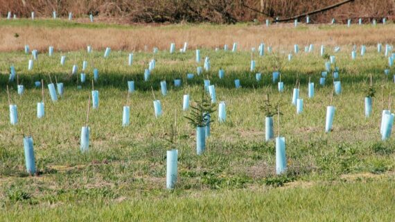 Planting Trees or Growing Centuries-old Forests? - Ecobnb