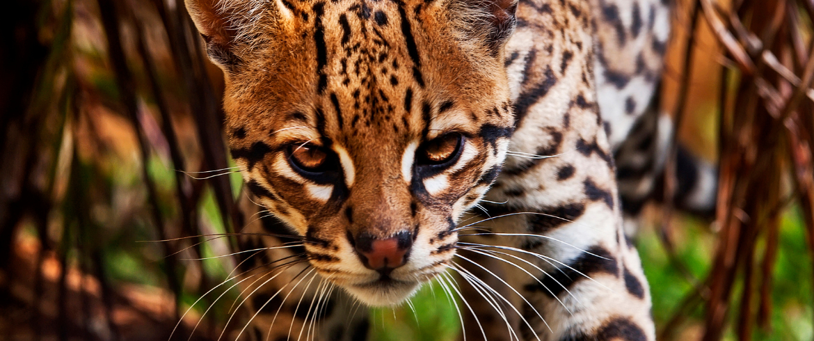 Best inspirational Quotes about Animals and Biodiversity - Ecobnb