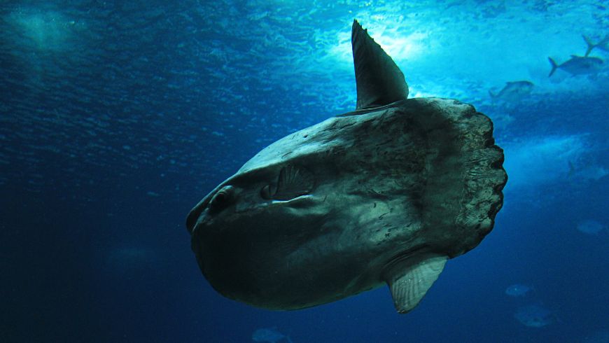 The Pelagos Cetacean Sanctuary in Liguria: A Treasure Trove of ...