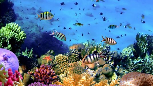 Sustainable Snorkeling: Ethical Practices for Protecting Marine Life