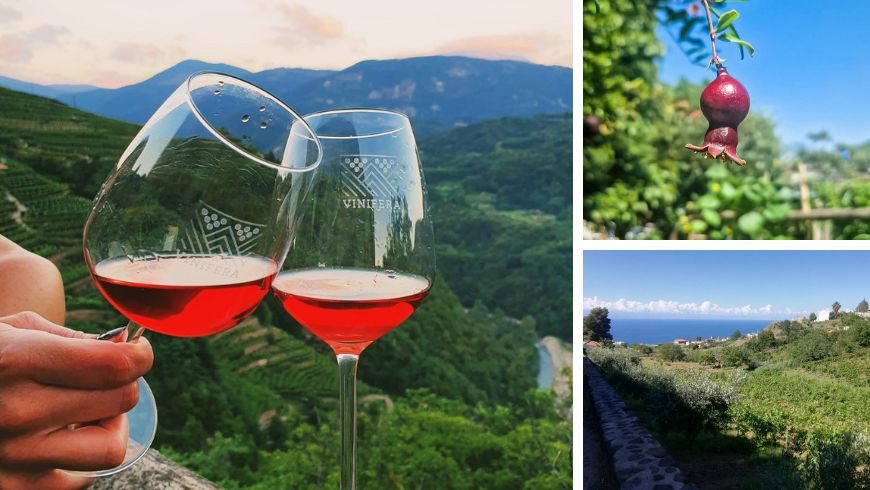 Vinifera: A Journey Through the Wines of the Italian High Lands