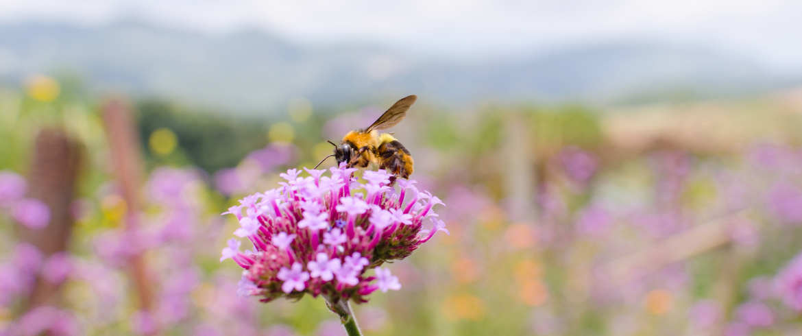 How to Help Bees and Biodiversity: 5 Effective Actions - Ecobnb
