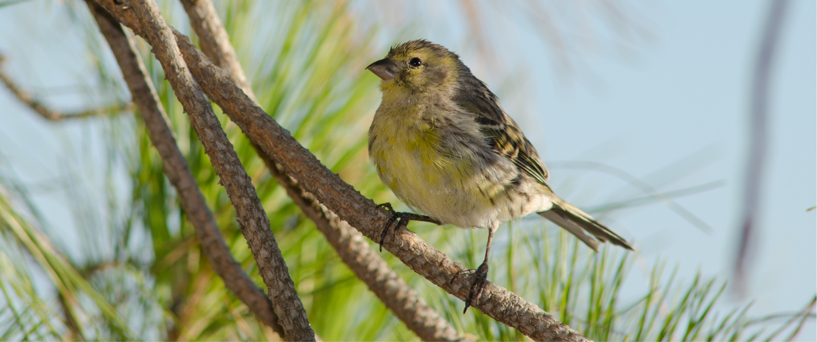 Biodiversity of Canaries: flora and fauna to discover - Ecobnb