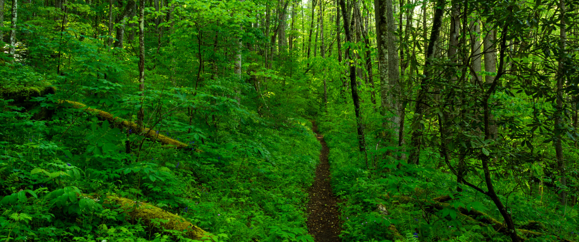 Protect forests: why it is essential for climate and biodiversity
