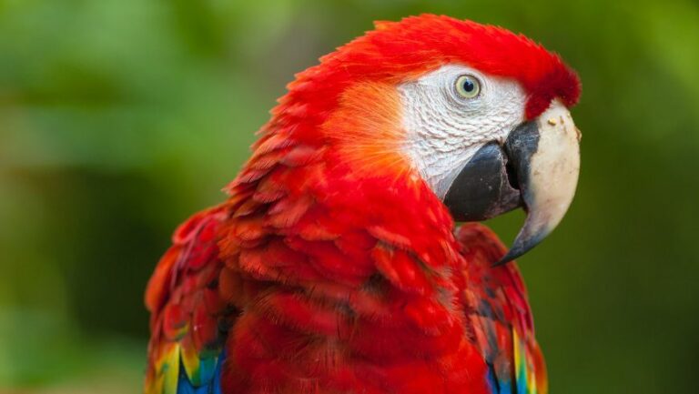 40 Animales Extraordinarios de Costa Rica - Ecobnb